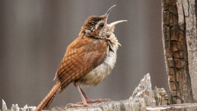 ¿Cómo cantan los pájaros? - Blog de CIM Formación