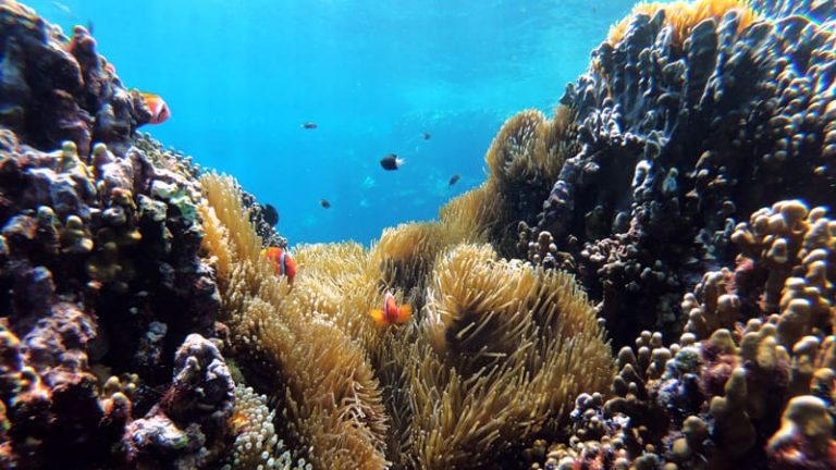 La competitividad o competencia en el mundo animal - Blog de CIM Formación