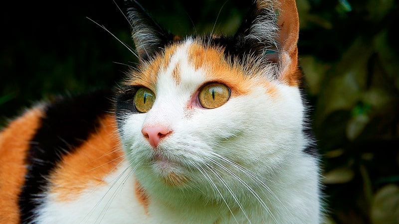 Gatos Con Pelaje De Diferentes Colores Curiosidades Sobre Los Gatos