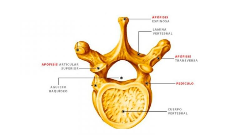 Partes de la vértebra dorsal - Blog de CIM Formación
