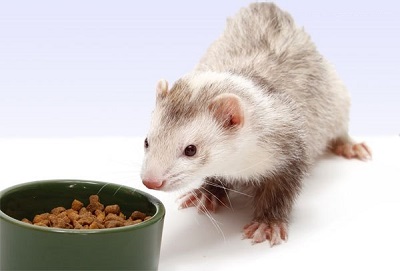 Comida que nunca debes dar a un hurón - Blog de CIM Formación