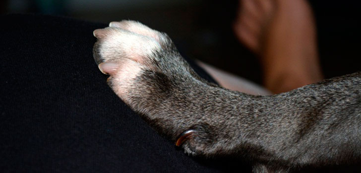 ¿Cuántos dedos tienen las patas de los perros? - Blog de CIM Formación