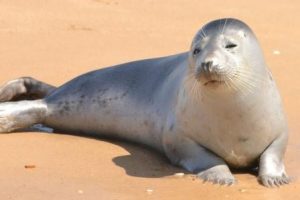 Algunos datos curiosos sobre las focas - Blog de CIM Formación