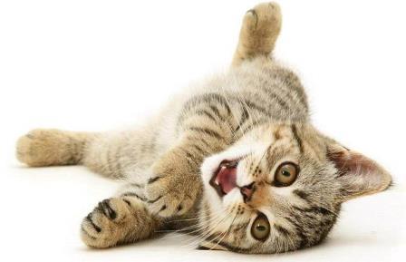 Diferencias entre maullidos y ronroneos del gato - Blog de CIM Formación