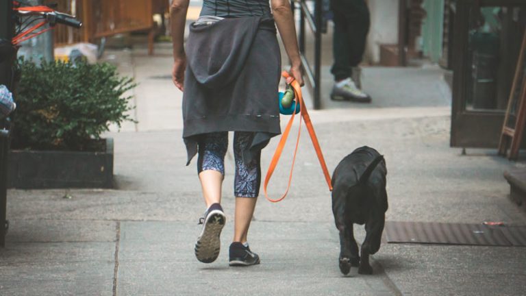 Lo que tienes que saber para trabajar como paseador de perros - Blog de ...