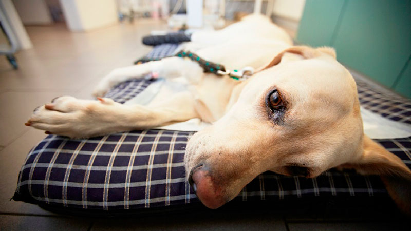 Cómo atender a un perro epiléptico cuando tiene una convulsión - Blog ...