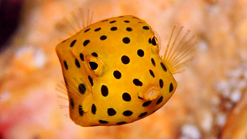 Animales asombrosos que encontramos en la naturaleza - Blog de CIM ...