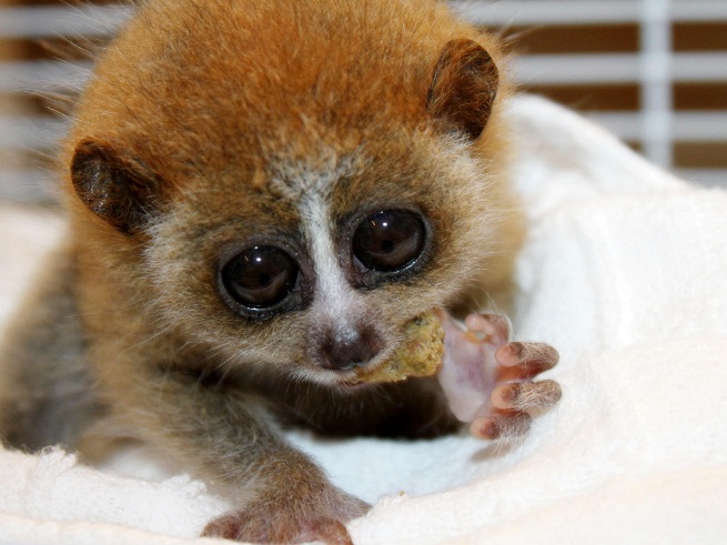 Los primates venenosos existen - Blog de CIM Formación