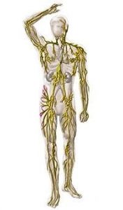 Historia y origen del drenaje linfático - Blog de CIM Formación