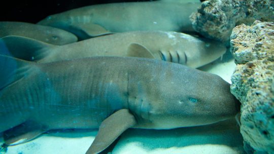 Cómo duermen los tiburones - Blog de CIM Formación