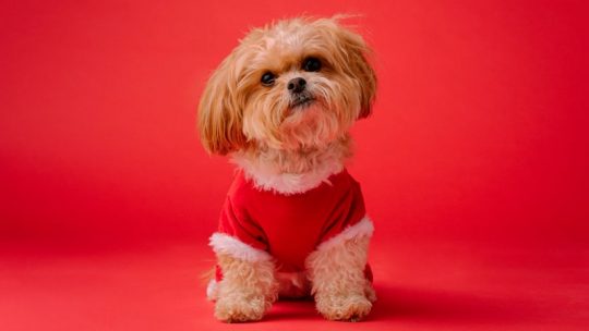 Tipos de pelaje en perros y sus cuidados específicos - Blog de CIM ...