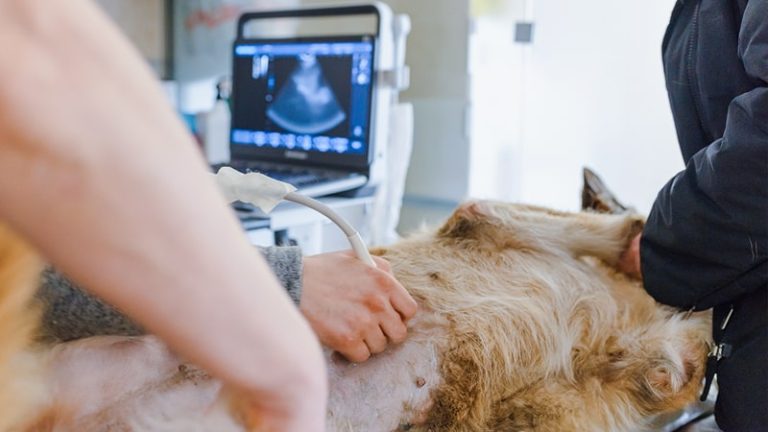 Cómo hacer una ecografía a un perro de manera correcta - Blog de CIM ...