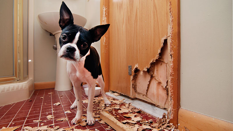 Nutrición y otros consejos para la ansiedad en perros - CIM Formación